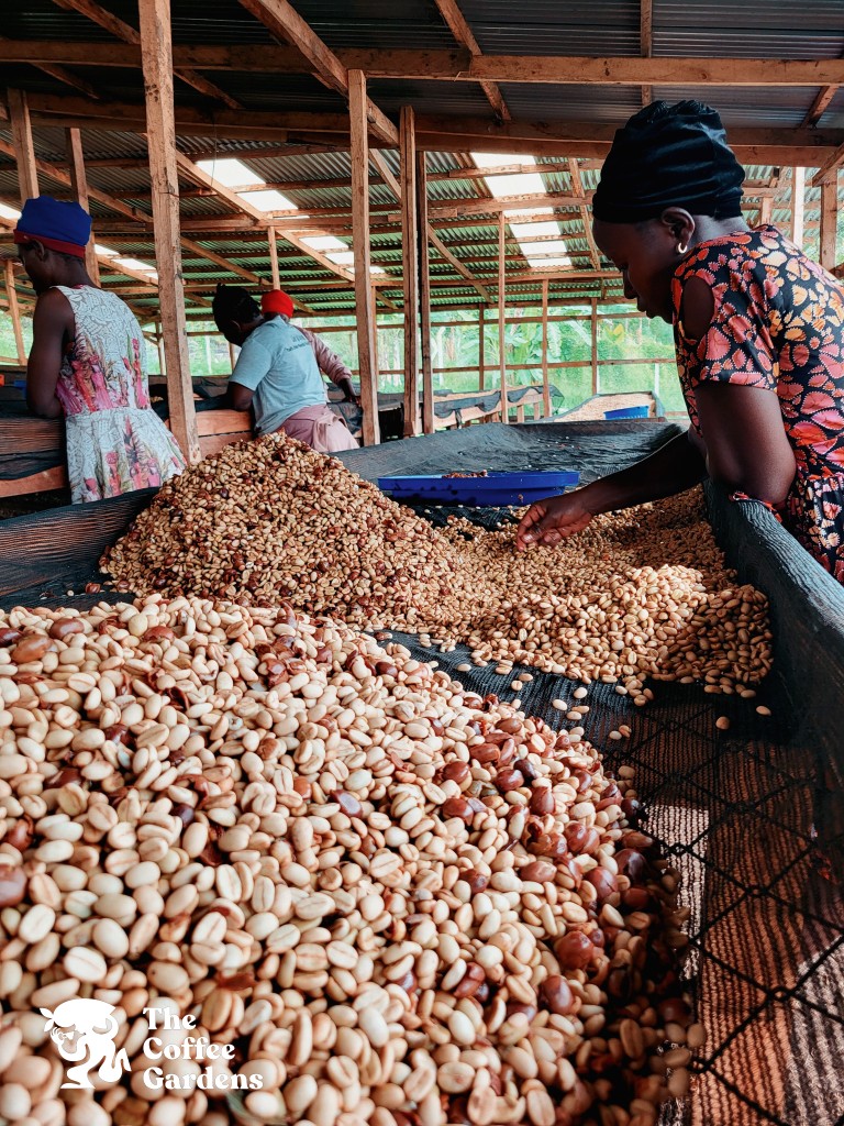 Nafuna, Uganda (very low stock) – Roasting House
